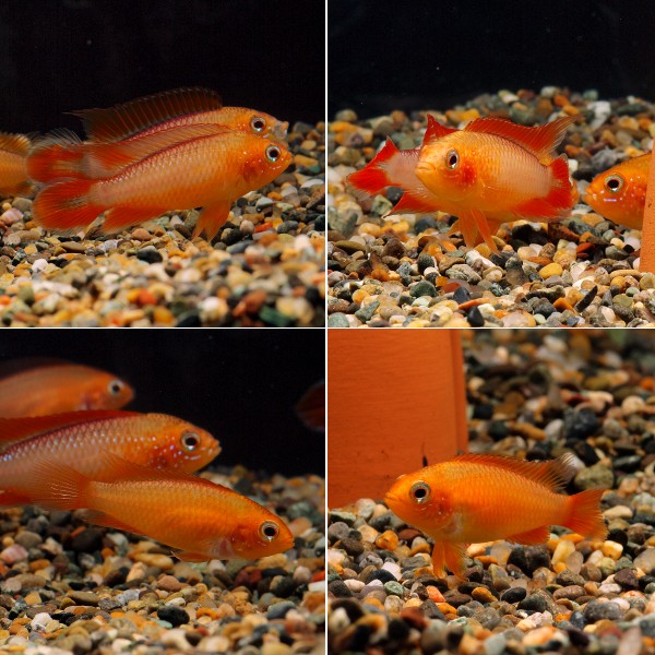 Apistogramma-agassizii_Fire-Red_600_All | オオツカ熱帯魚 情報局